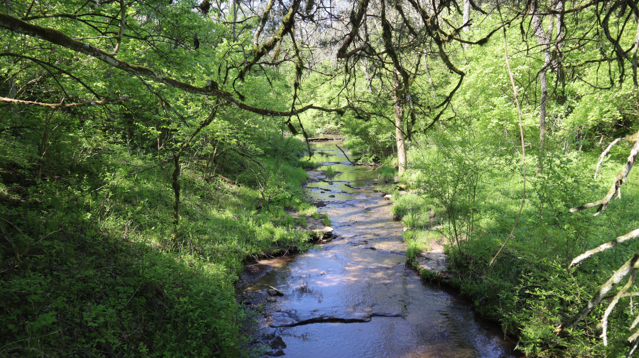 Raven Run Nature Sanctuary – 2021 Trip #1 | Bluegrass Region Voices and ...